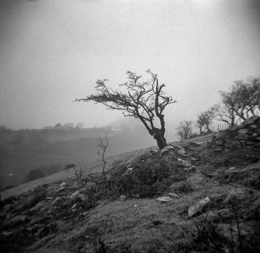 My Crappy Holga re-visited with some Foam/Card and Tape on ilford HP5 ...