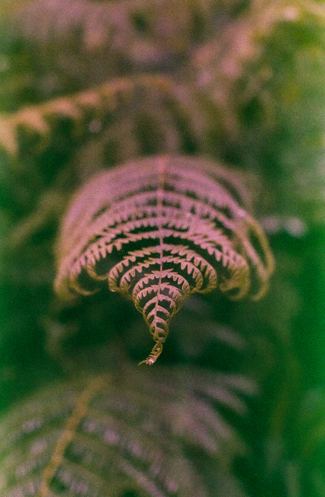 Fuji Reala 500D developed in C41 Chemistry …. Something went wrong but ...