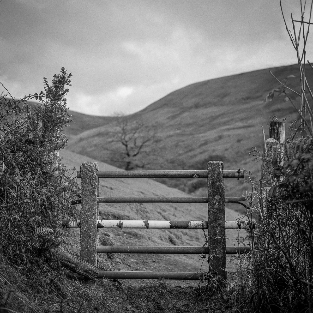 20 minute walk with some ilford HP5 and my Yashicamat 124G ….. – tim ...