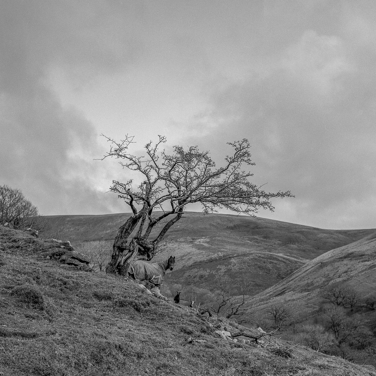 20 minute walk with some ilford HP5 and my Yashicamat 124G ….. – tim ...