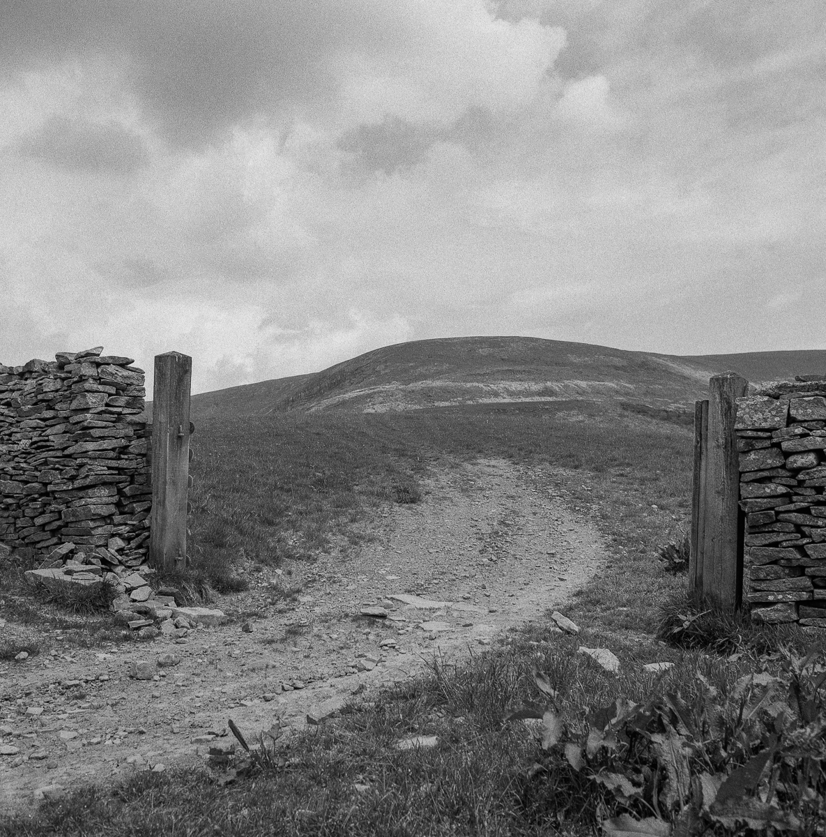 Fomapan 400 in 120 format is a revelation …. – tim dobbs photography