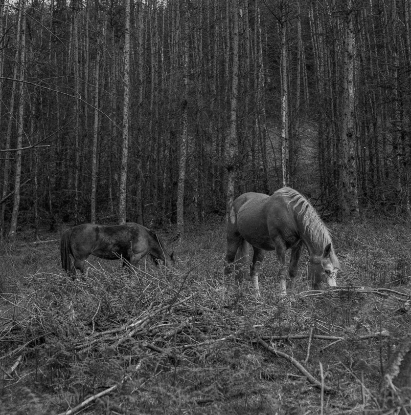 Fomapan 400 in 120 format is a revelation …. – tim dobbs photography