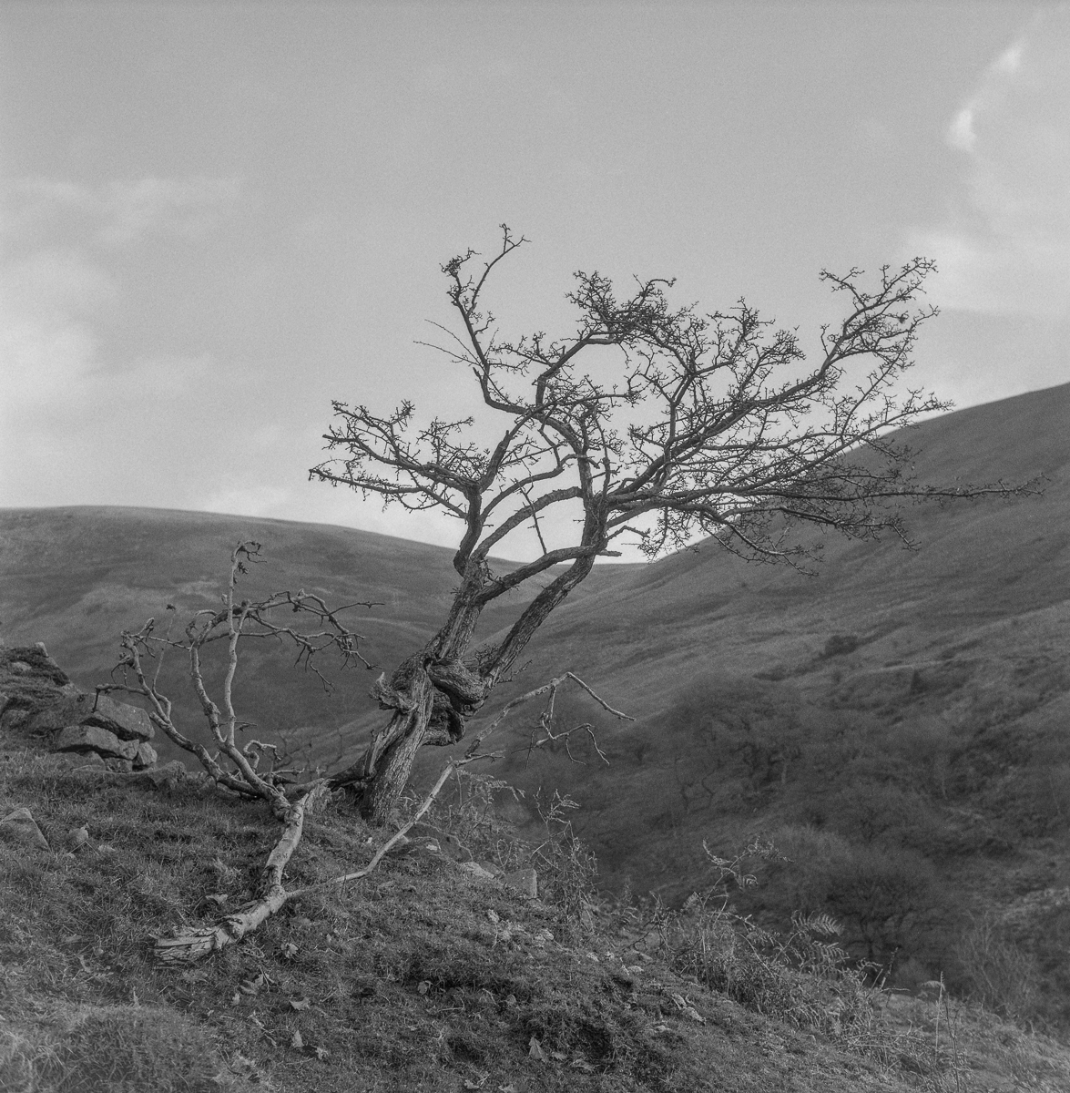 Trying Kentmere 400 in 120 format …. the whole roll – tim dobbs photography